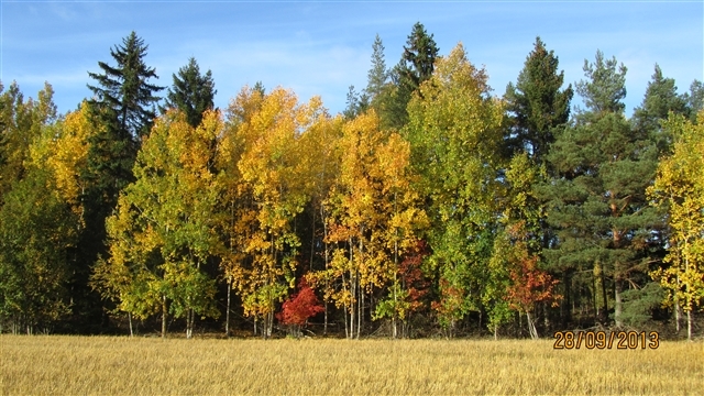 Syysvärejä Hauralasta - Metsälehti