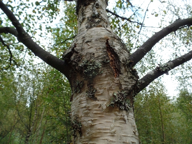 Visakoivu - Metsälehti