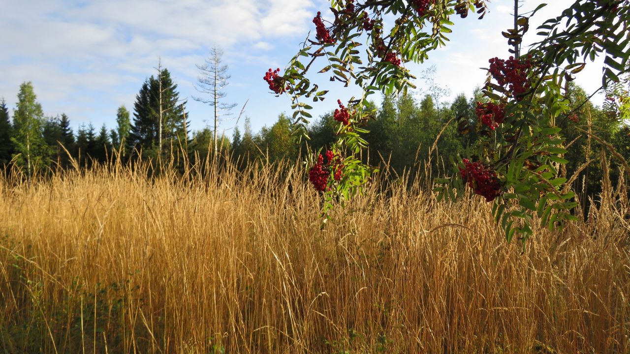 Heinää - Metsälehti