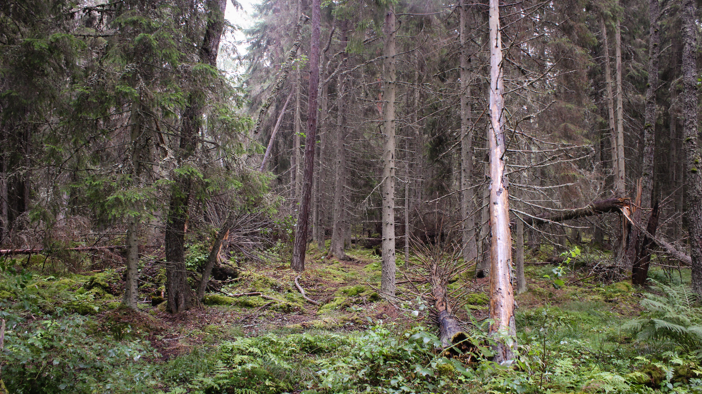 Metsä - Metsälehti