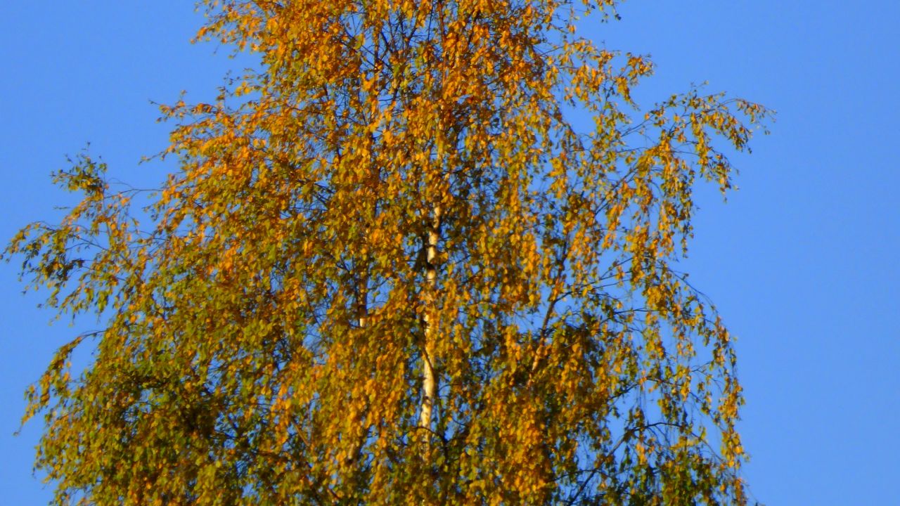 Syyskuu - Metsälehti