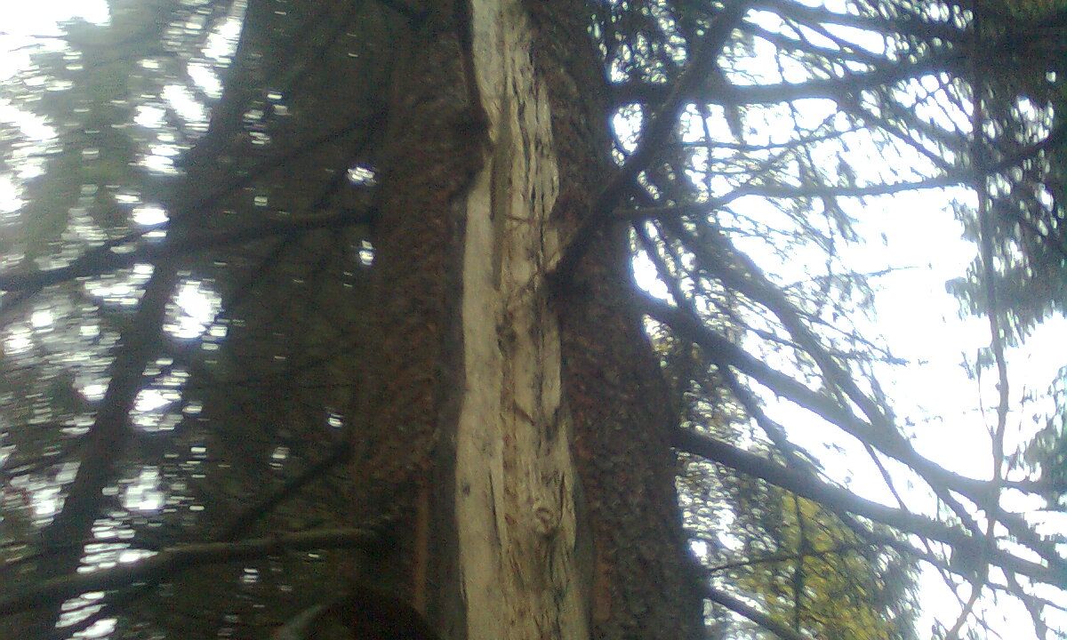 Salaman voima ja kuusen oikku - Metsälehti