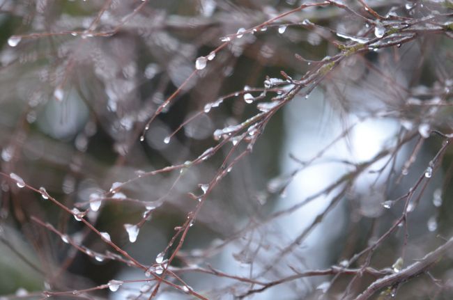 Helmikuu - Metsälehti