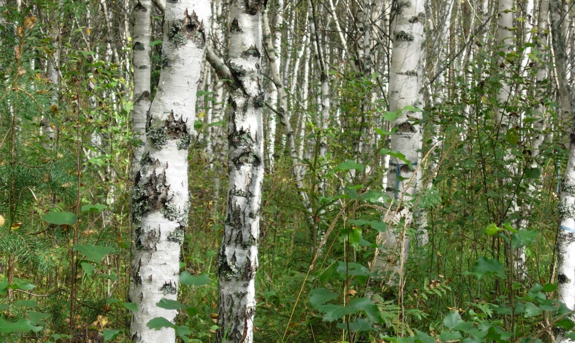 Istuta harvana ja muista pystykarsia - Metsälehti