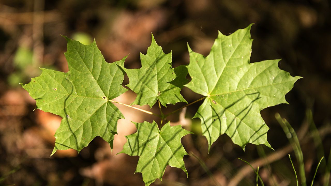 Vaahtera on vaatelias väriläiskä - Metsälehti