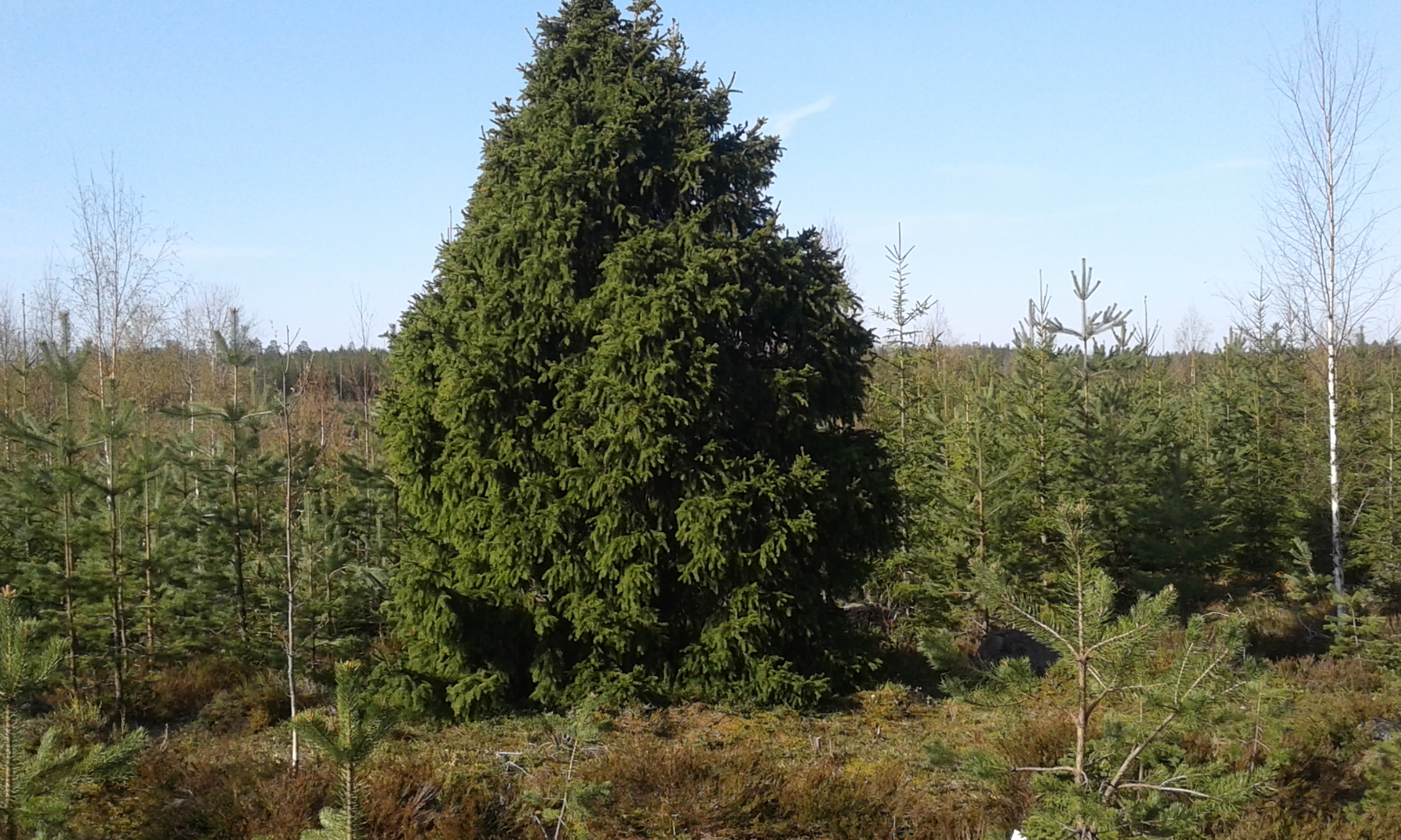 Tiheä kuusi - Metsälehti