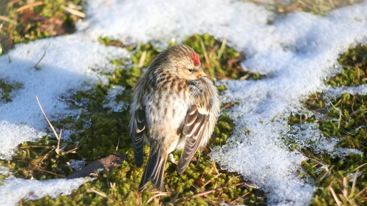 Urpiainen - Metsälehti