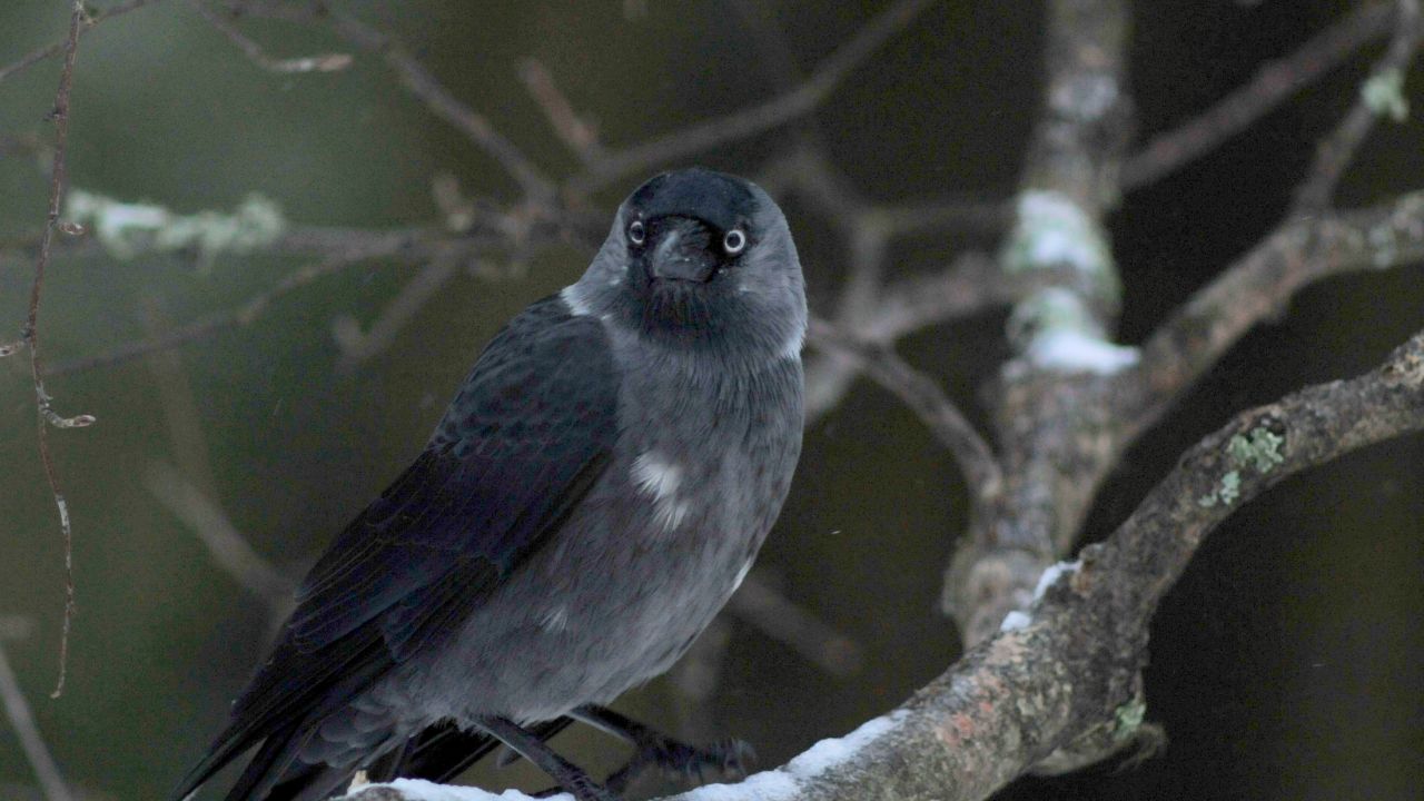 Naakka - Metsälehti