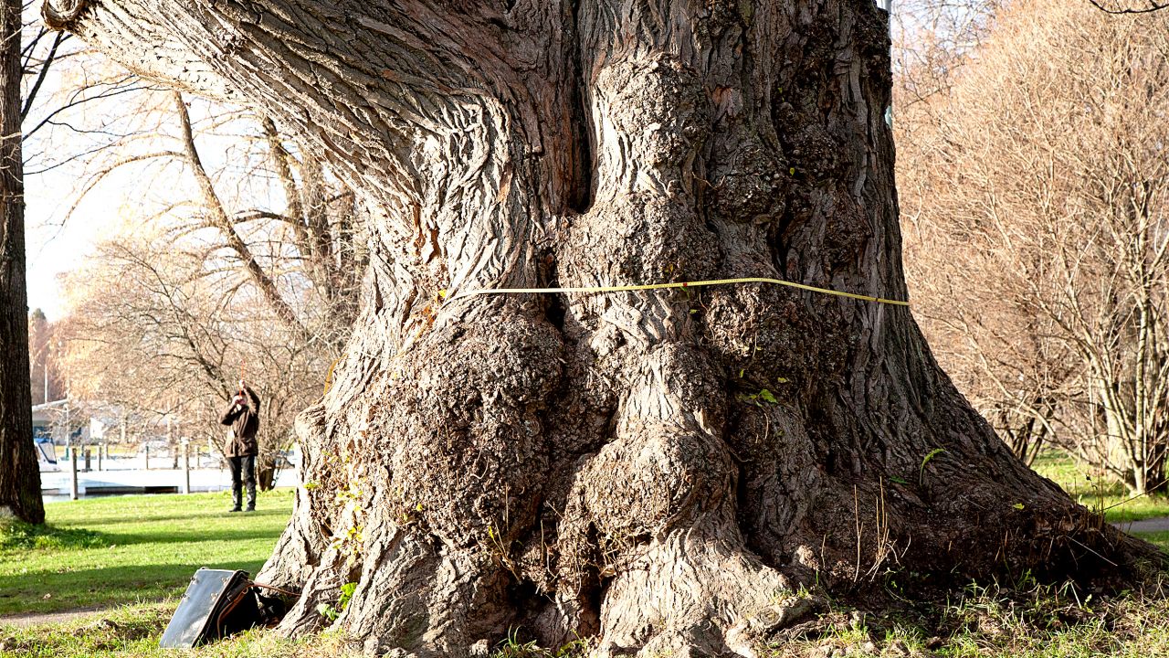 Kesäretkelle: Täältä löydät Suomen suurimmat puut - Metsälehti