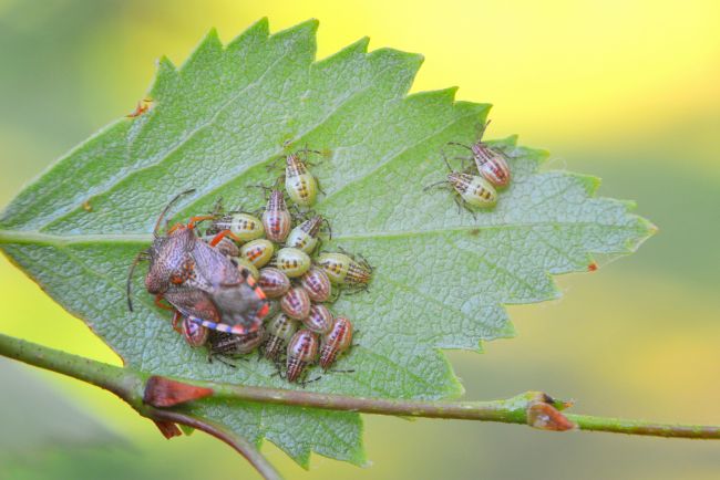 Luteet - Metsälehti