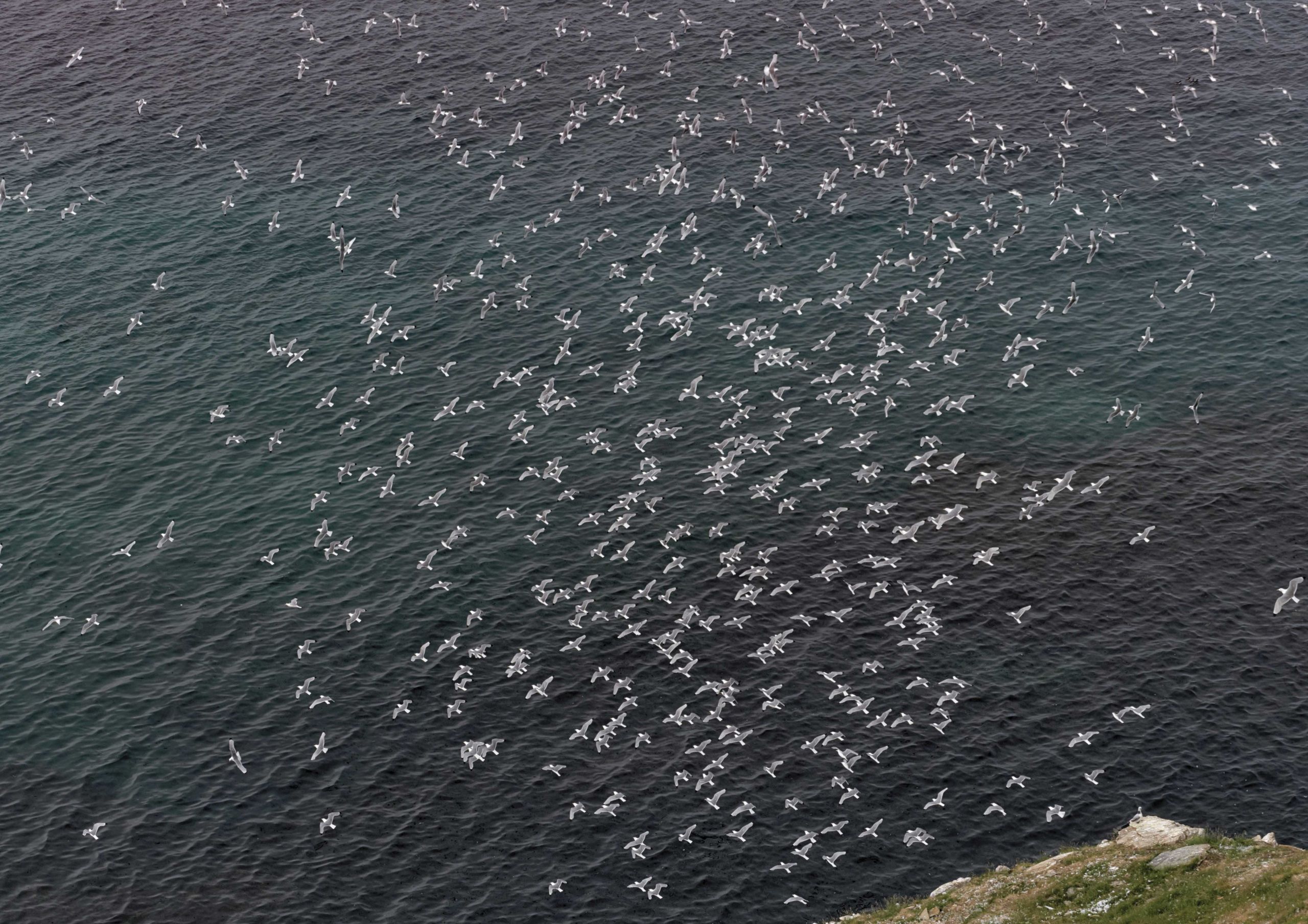 Hiljainen katastrofi - Metsälehti