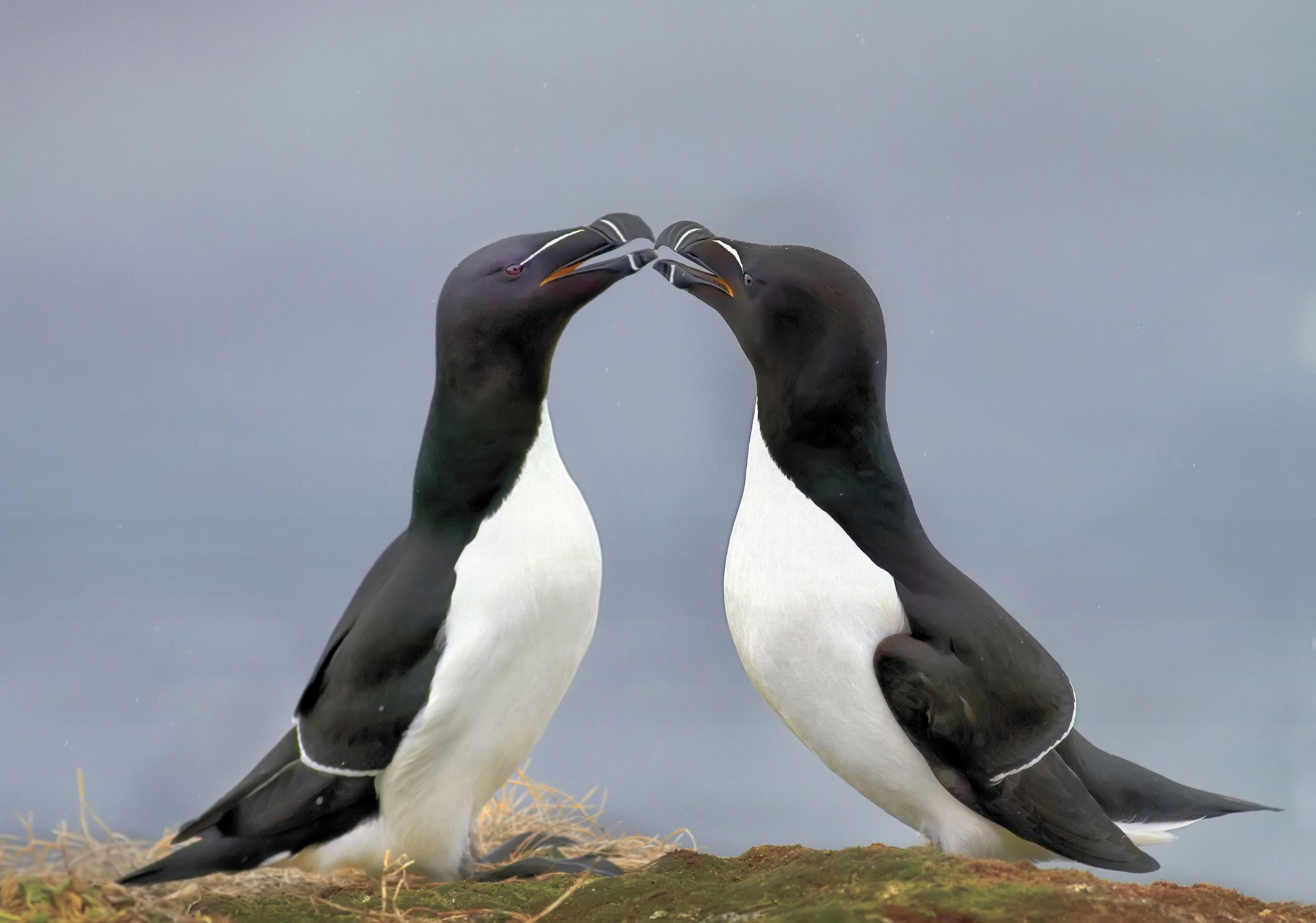 Hiljainen katastrofi - Metsälehti