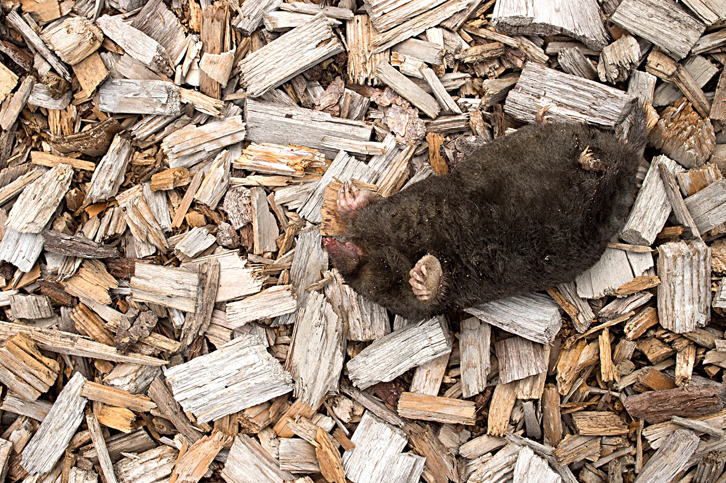 Kontiaisen kova kohtalo - Metsälehti