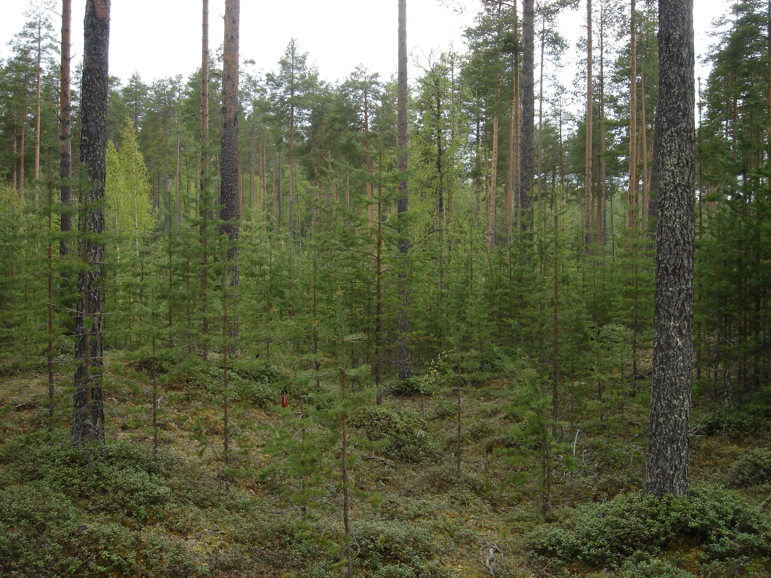 Kasvupaikat | Malli Cajander - Metsälehti