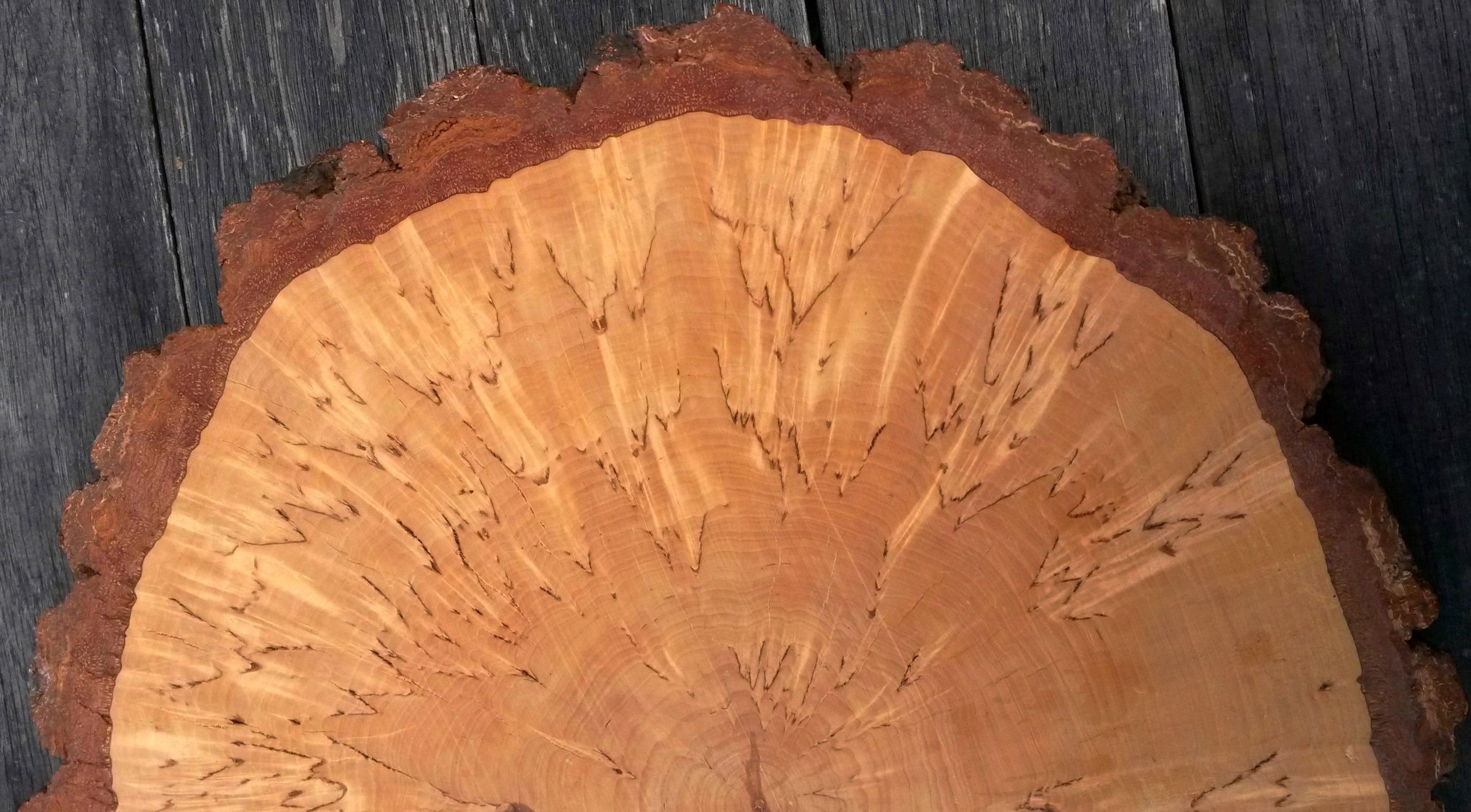 Visakoivu on voimavara - Metsälehti