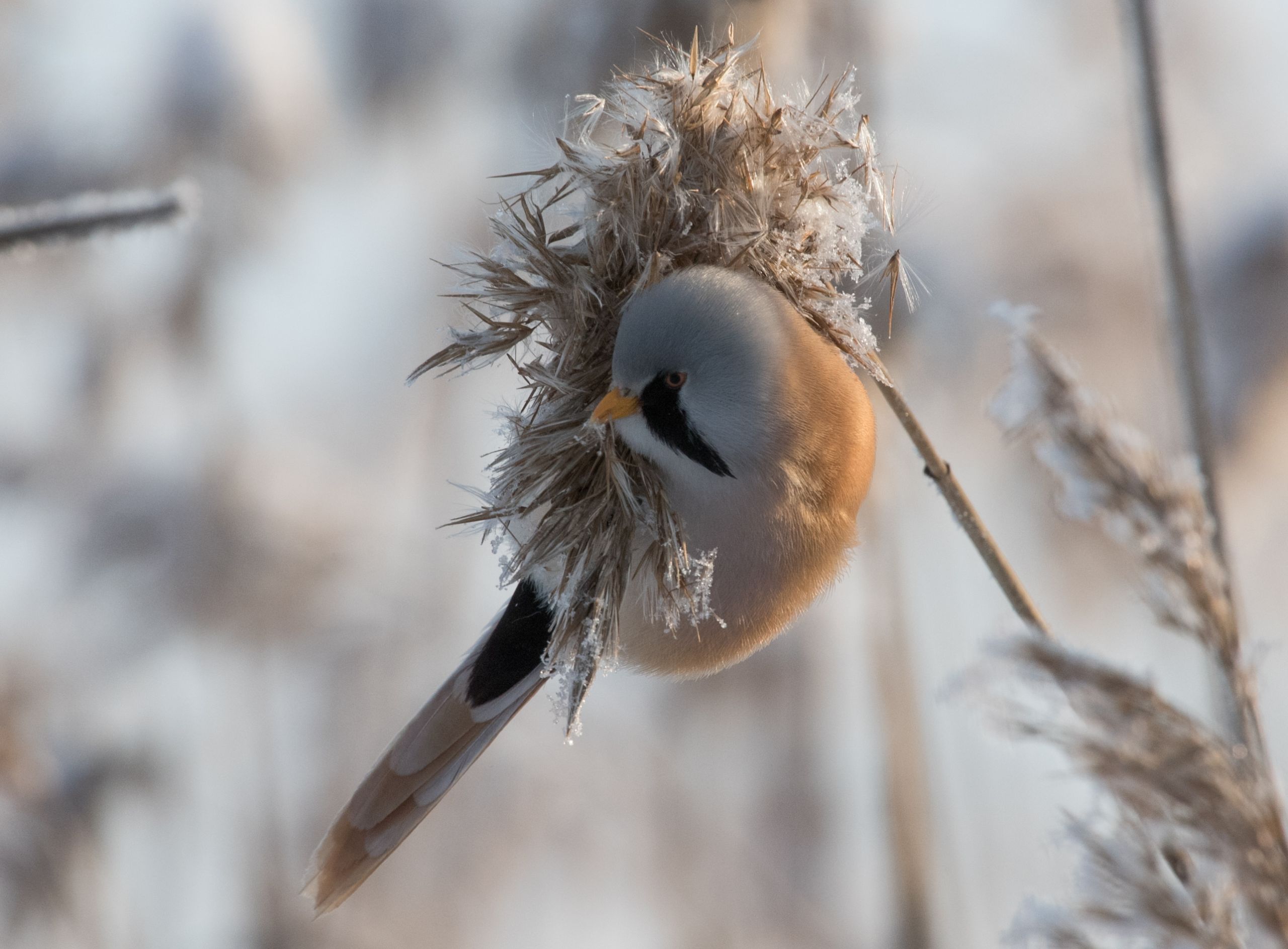 Luonnosta | Etelän lintu kotiutui Suomeen - Metsälehti