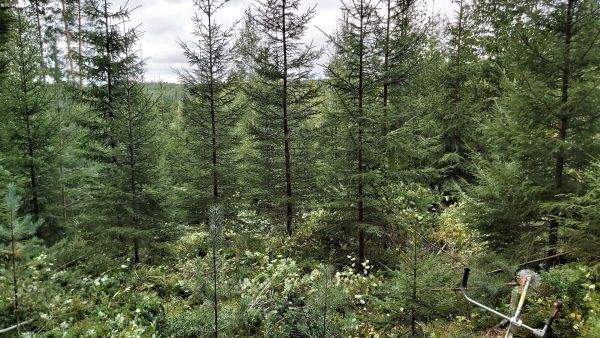 Hannun hintaseuranta: Syksyllä tilakauppa vilkastuu - Metsälehti