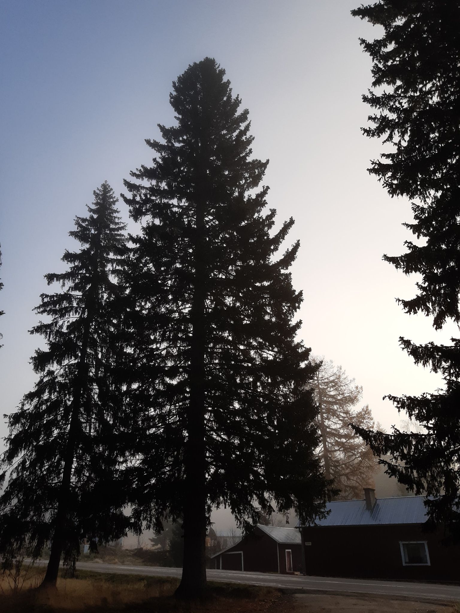 Suurin kuusi - Metsälehti