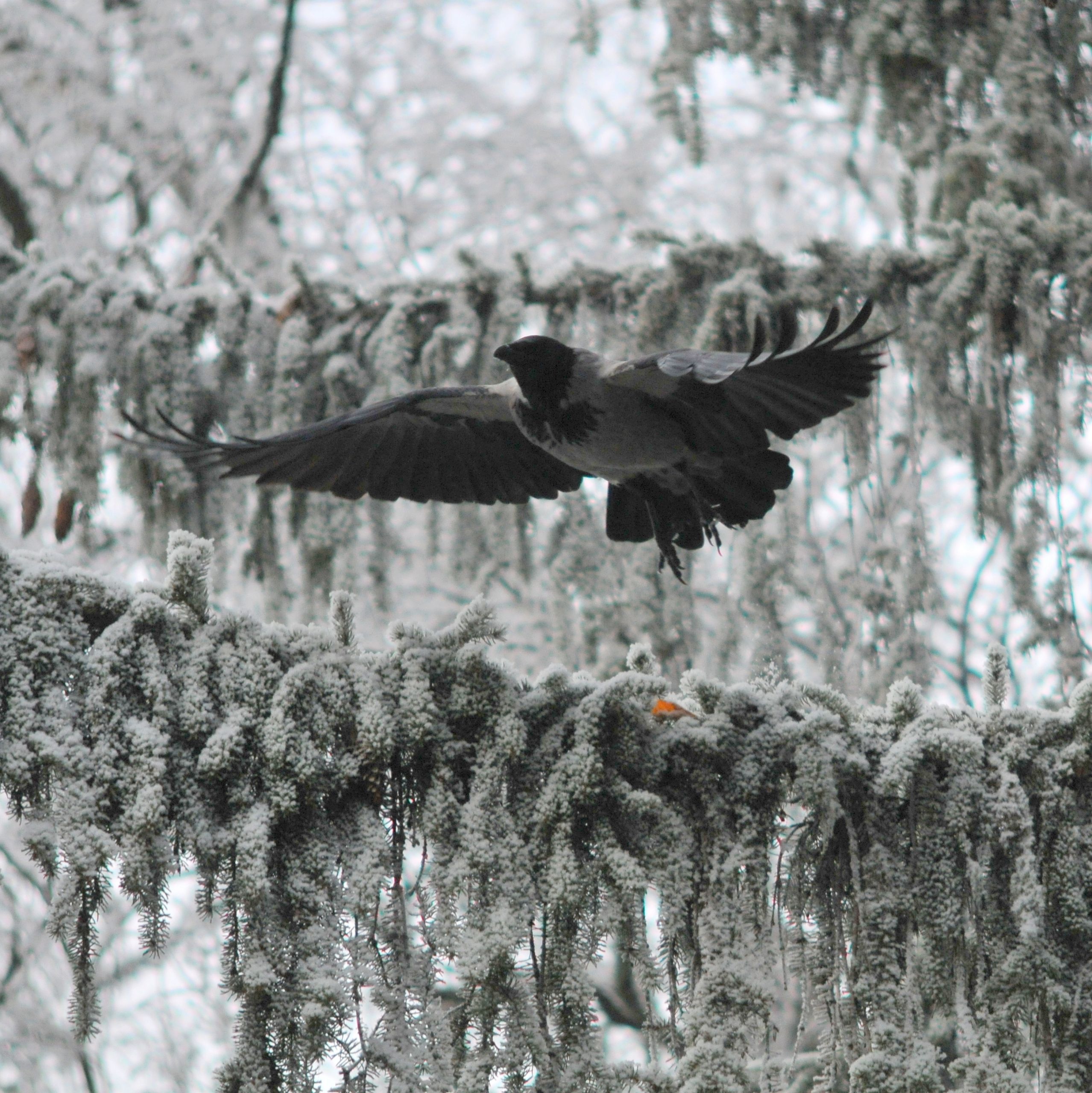 Kuura varis - Metsälehti