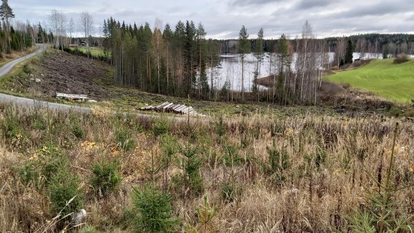 Hannun hintaseuranta: Metsätilakauppaa käyty edellisvuosien tahtiin ...