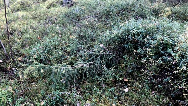 Kysy pois | Miten kuusi kasvaa mättäästä ja muita lukijakysymyksiä ...