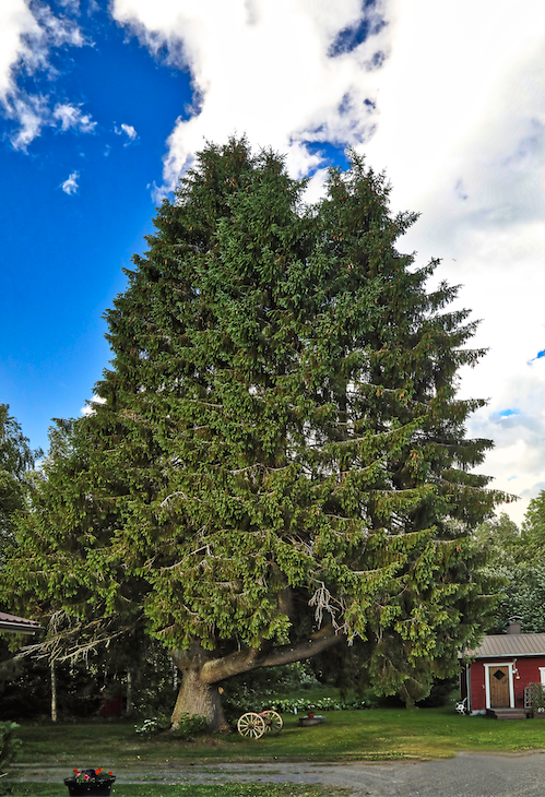 Suuria kuusia riittää – tässä muutama - Metsälehti