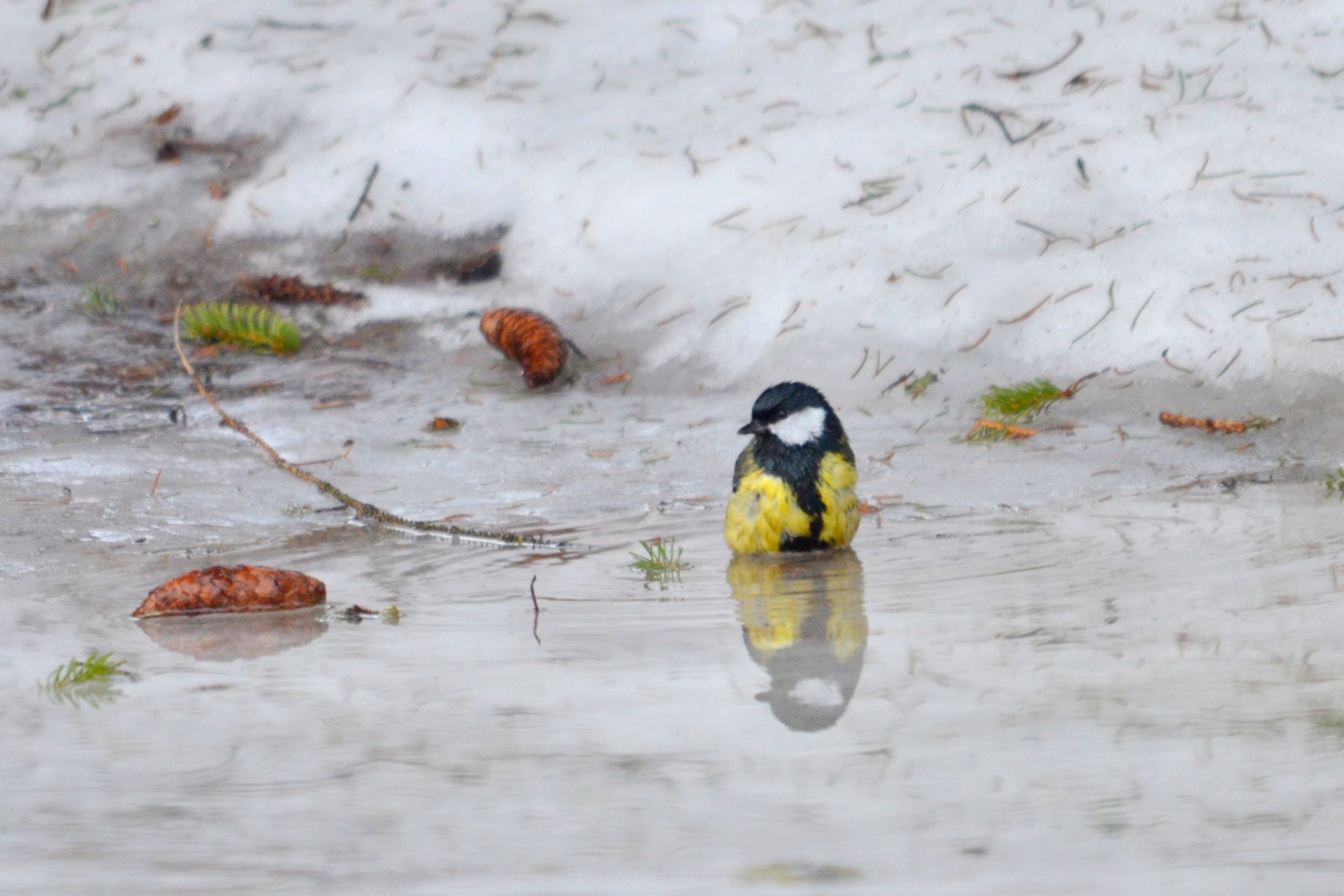 Tammikuu - Metsälehti