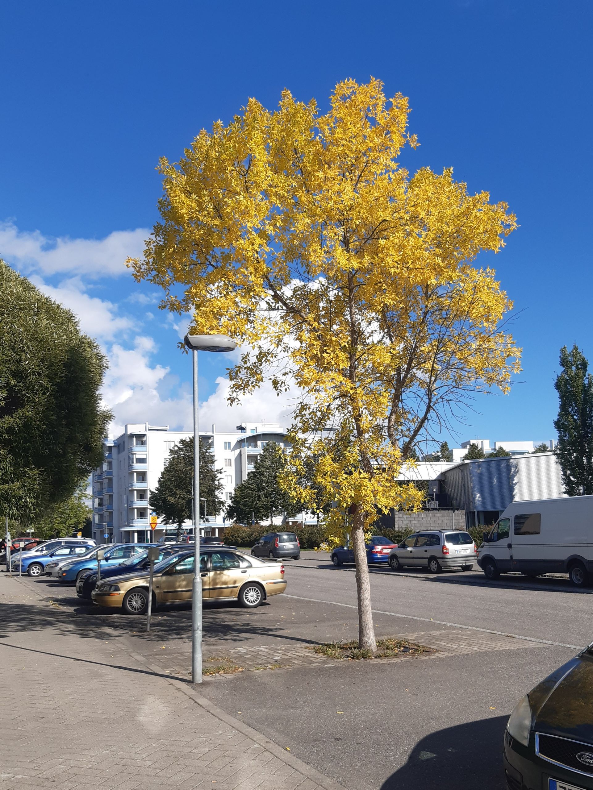 Saarni - Metsälehti