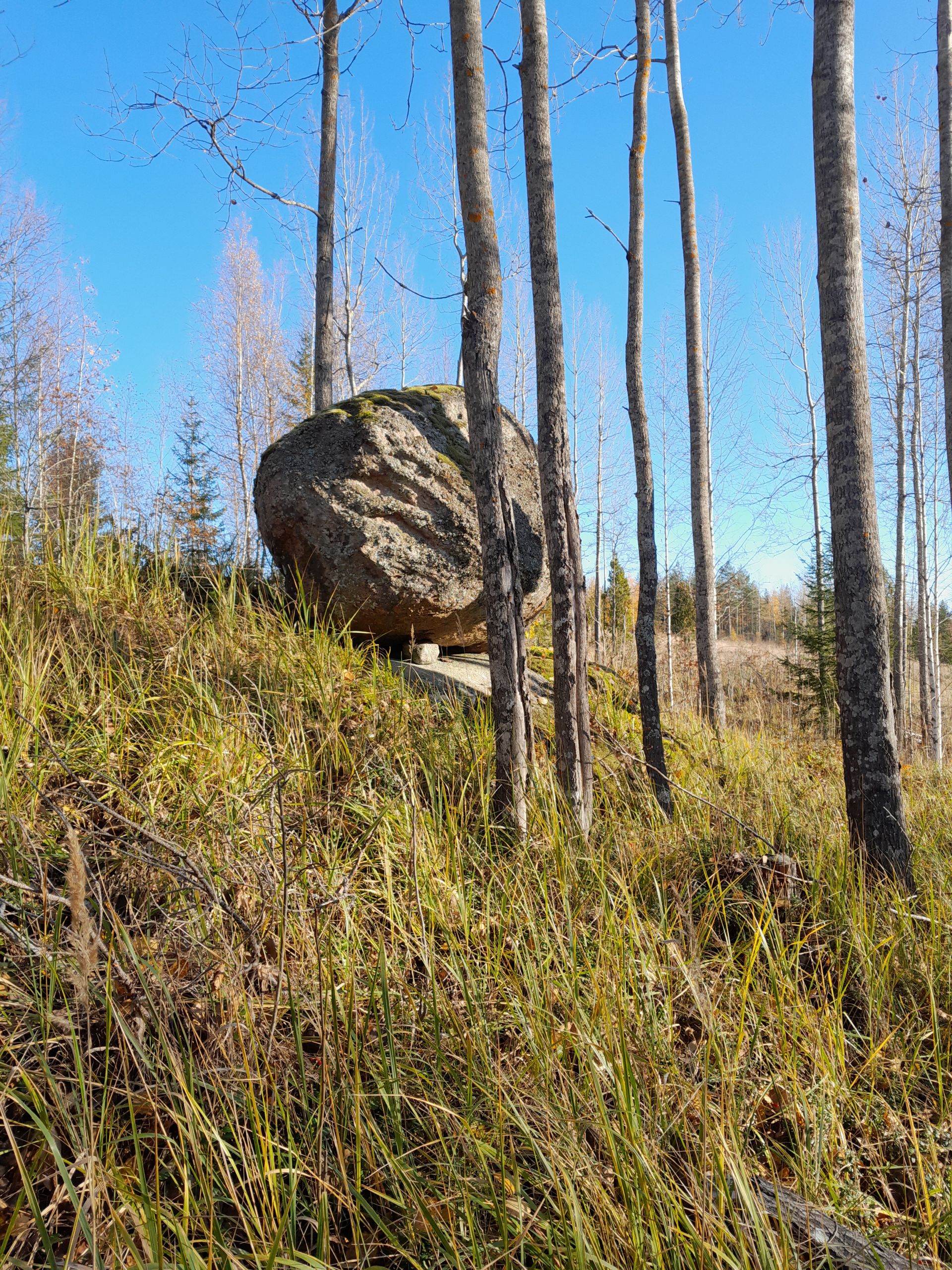 Pyöreä kivi - Metsälehti