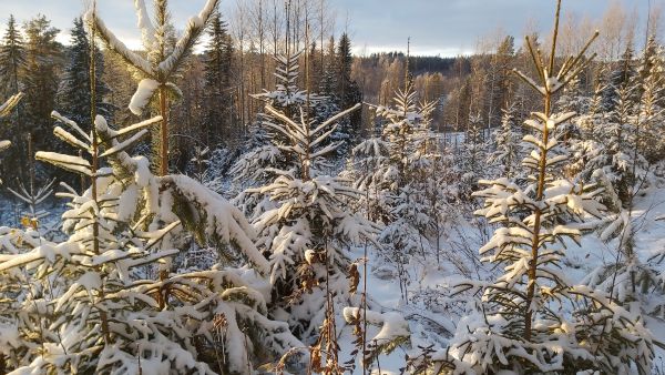 Hannun hintaseuranta: Instituutiot varjo viime vuodesta - Metsälehti