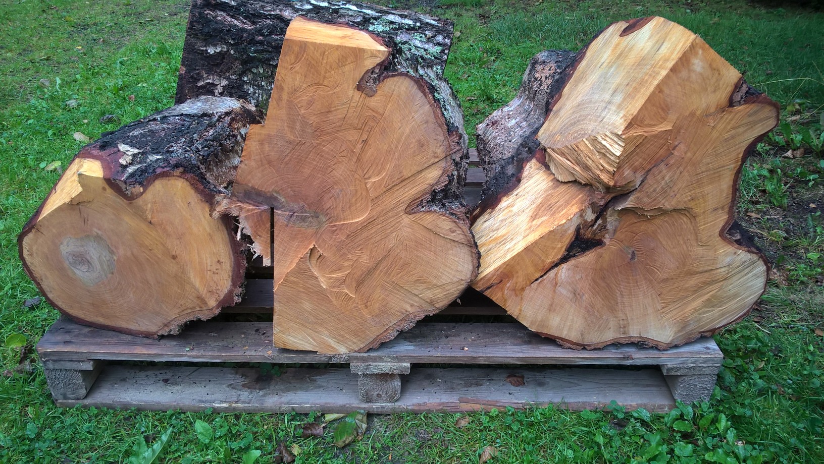 Visakoivua? - Metsälehti