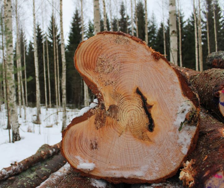 "haava sydämessä" - Metsälehti