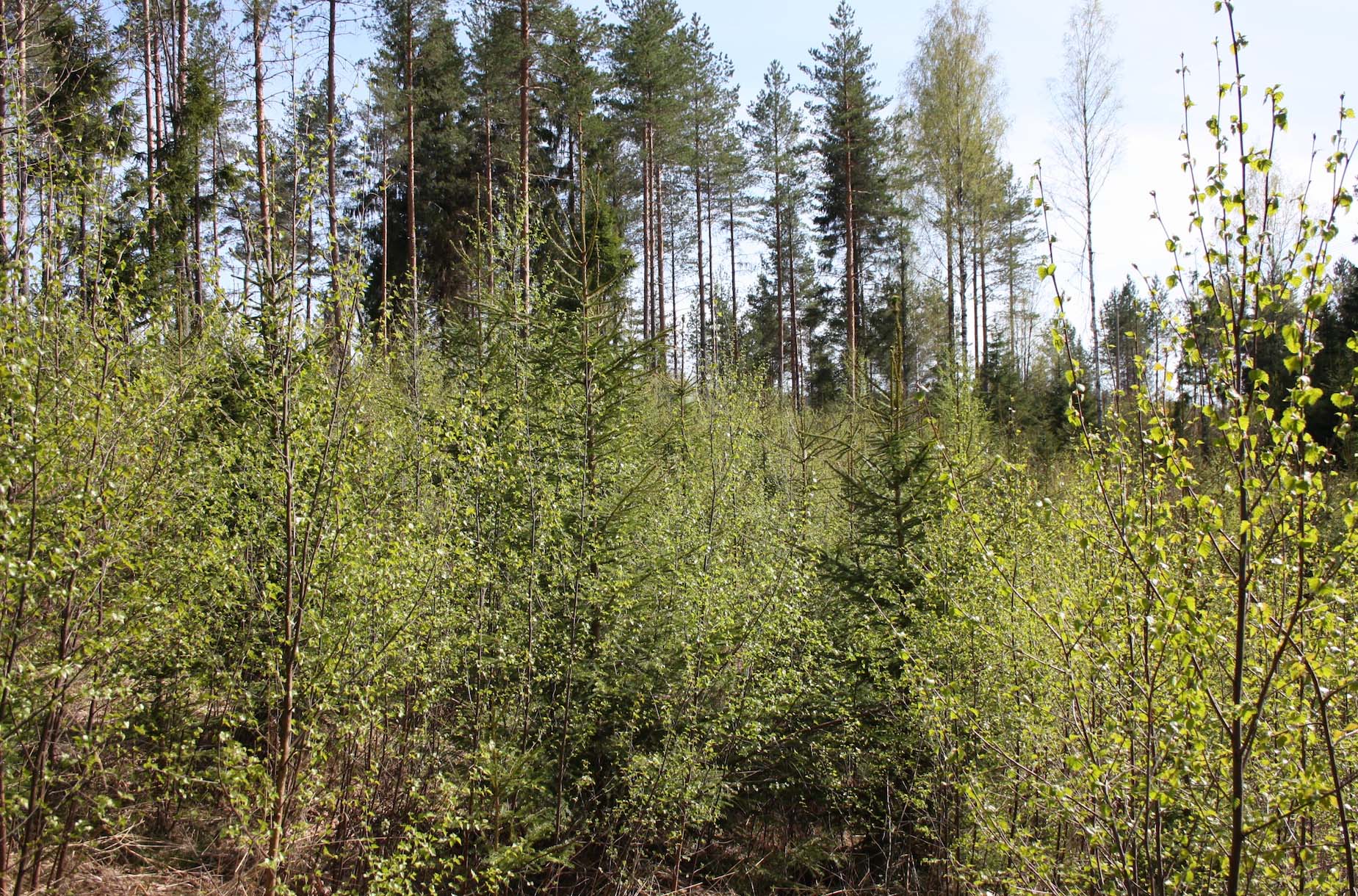 Lehtipuut pois taimikosta - Metsälehti