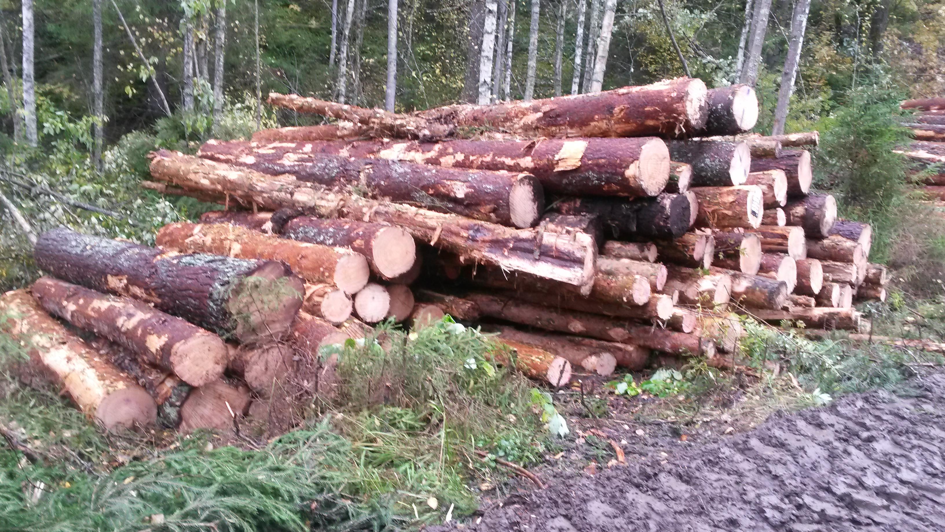 Kuitua pukkaa. - Metsälehti