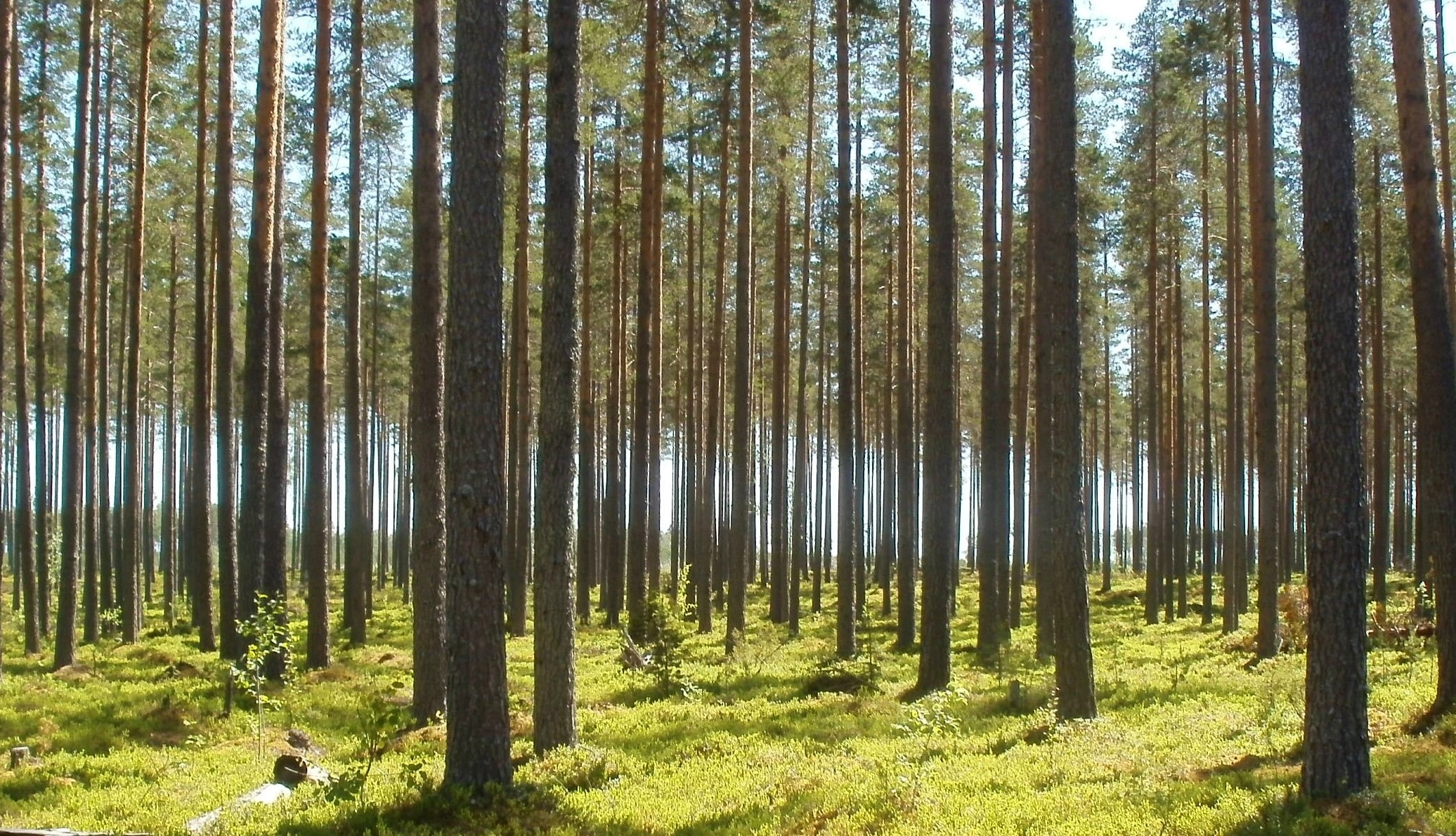 Kaunis metsä - Metsälehti