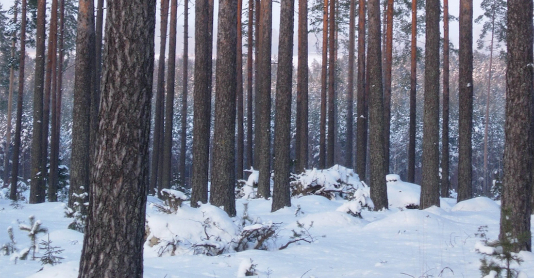 Kannattaako ruveta metsänomistajaksi? - Metsälehti
