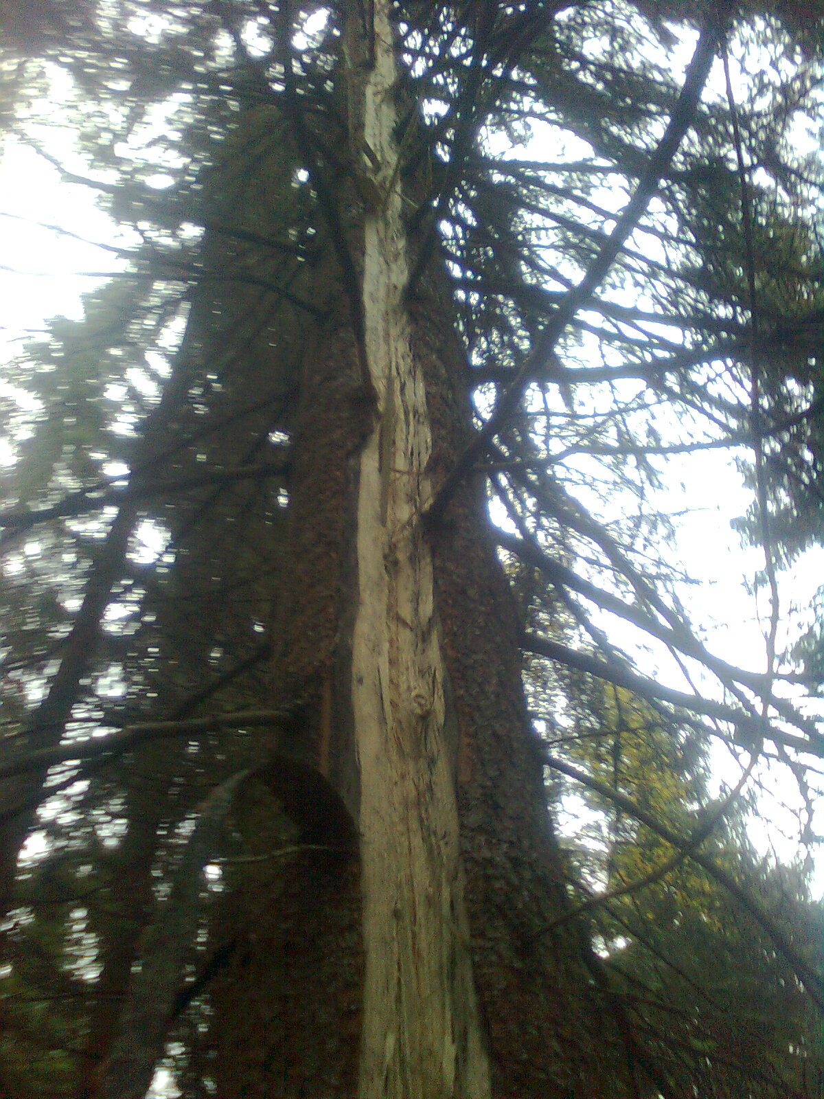 Salaman voima ja kuusen oikku - Metsälehti