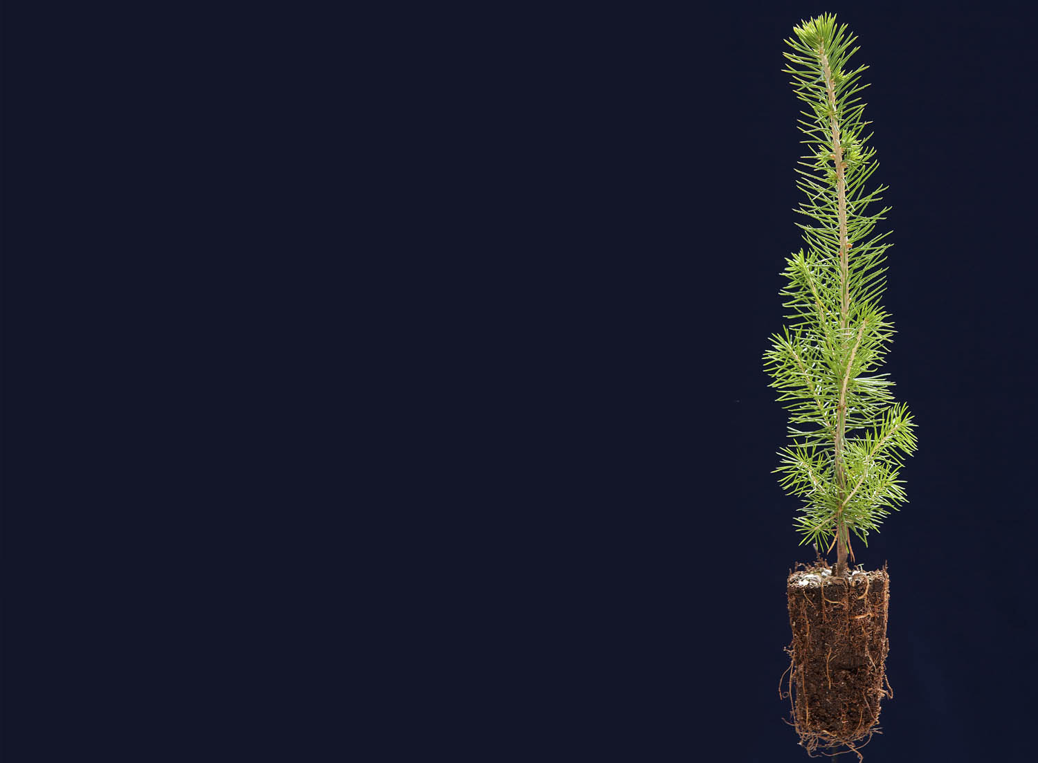 5 kysymystä taimivalinnasta - Metsälehti