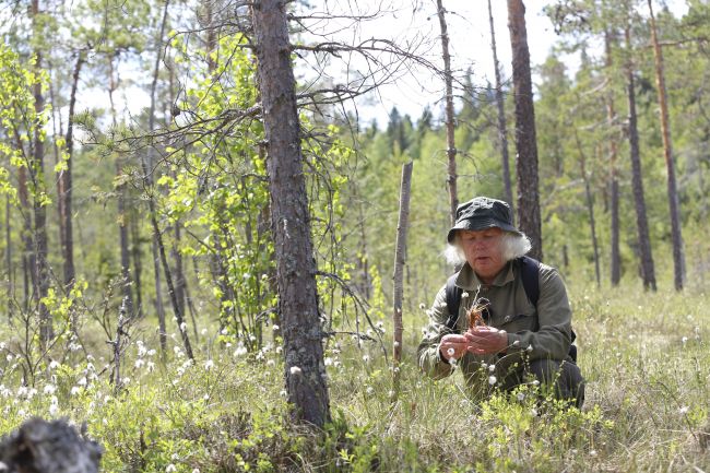 Kymmenien suotyyppien maa - Metsälehti