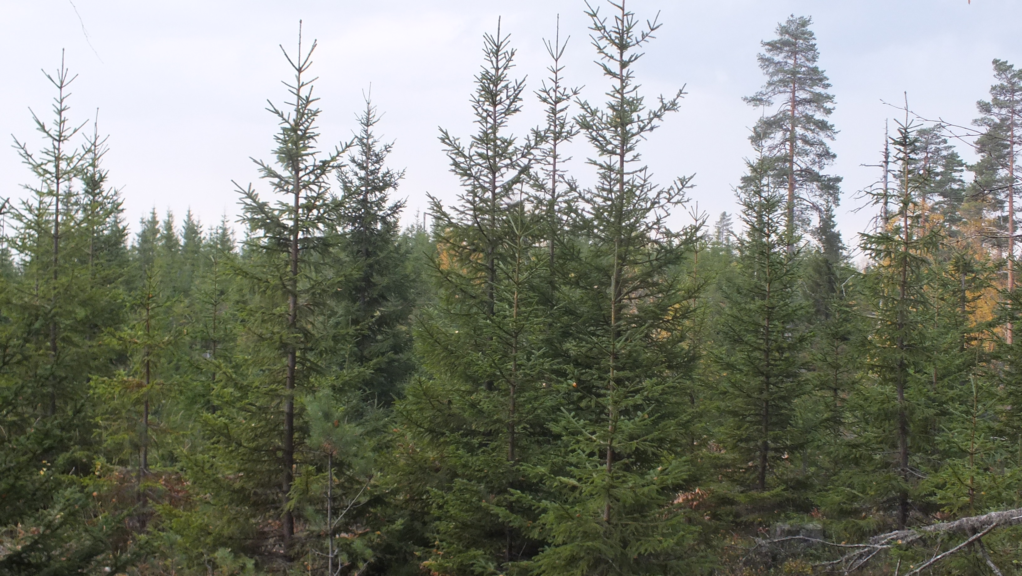 Koivut ja muu lehtipuu puuttuvat - Metsälehti