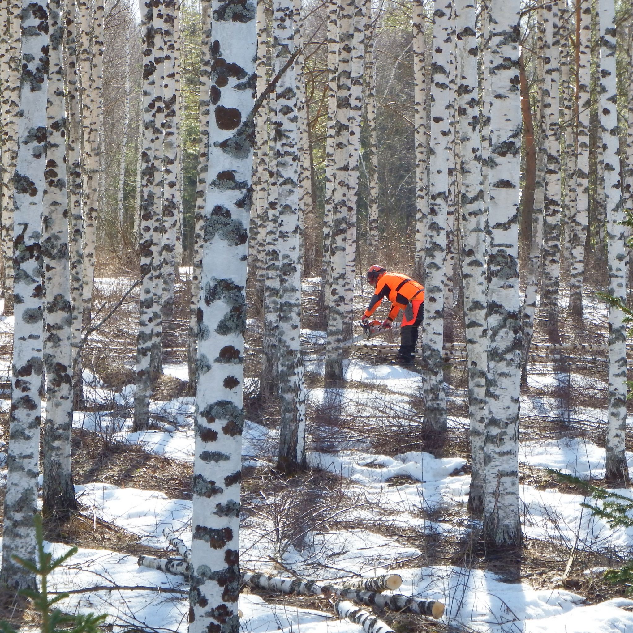 Koivut - Metsälehti