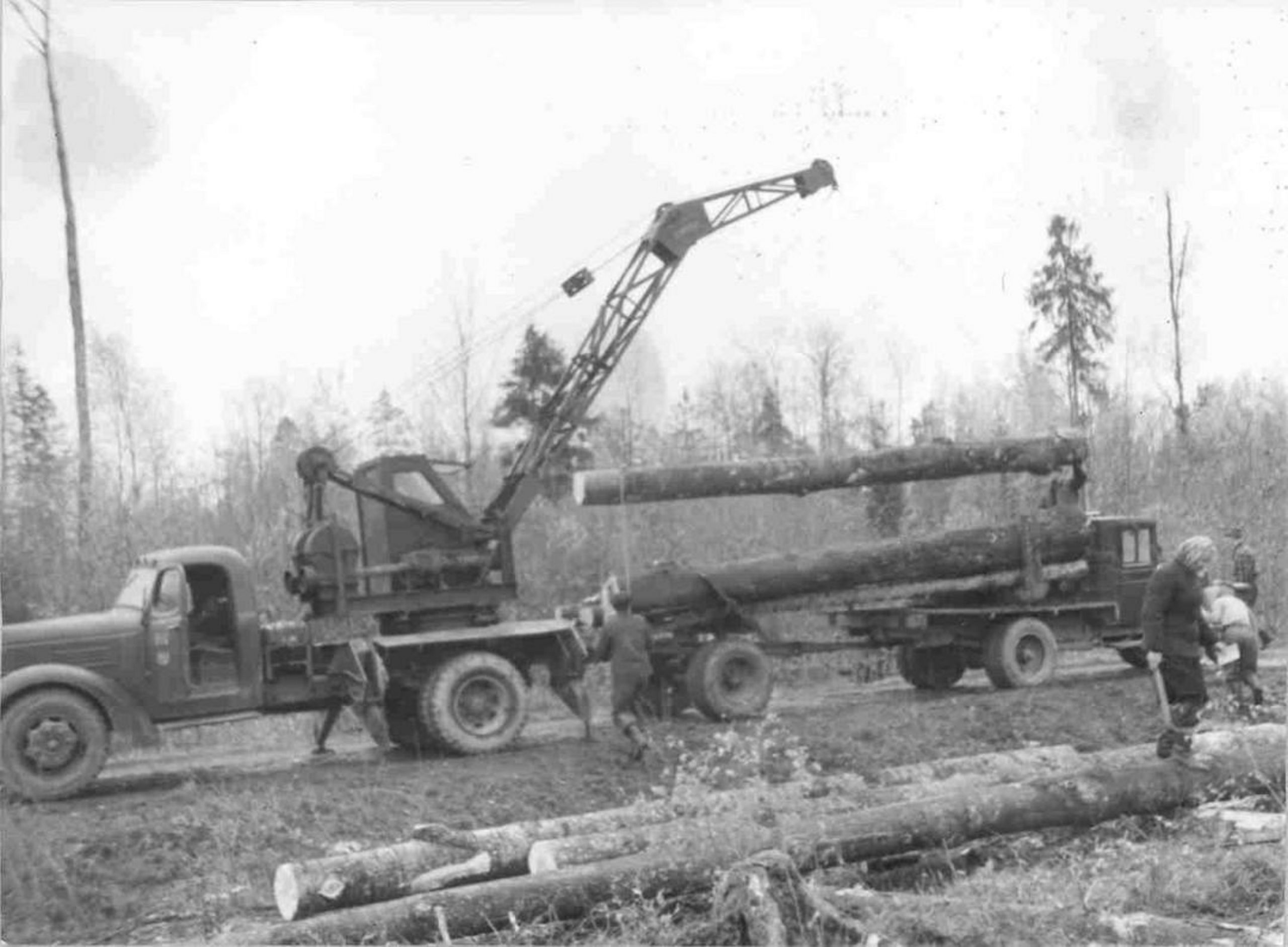 Haapa havisee historiaa - Metsälehti