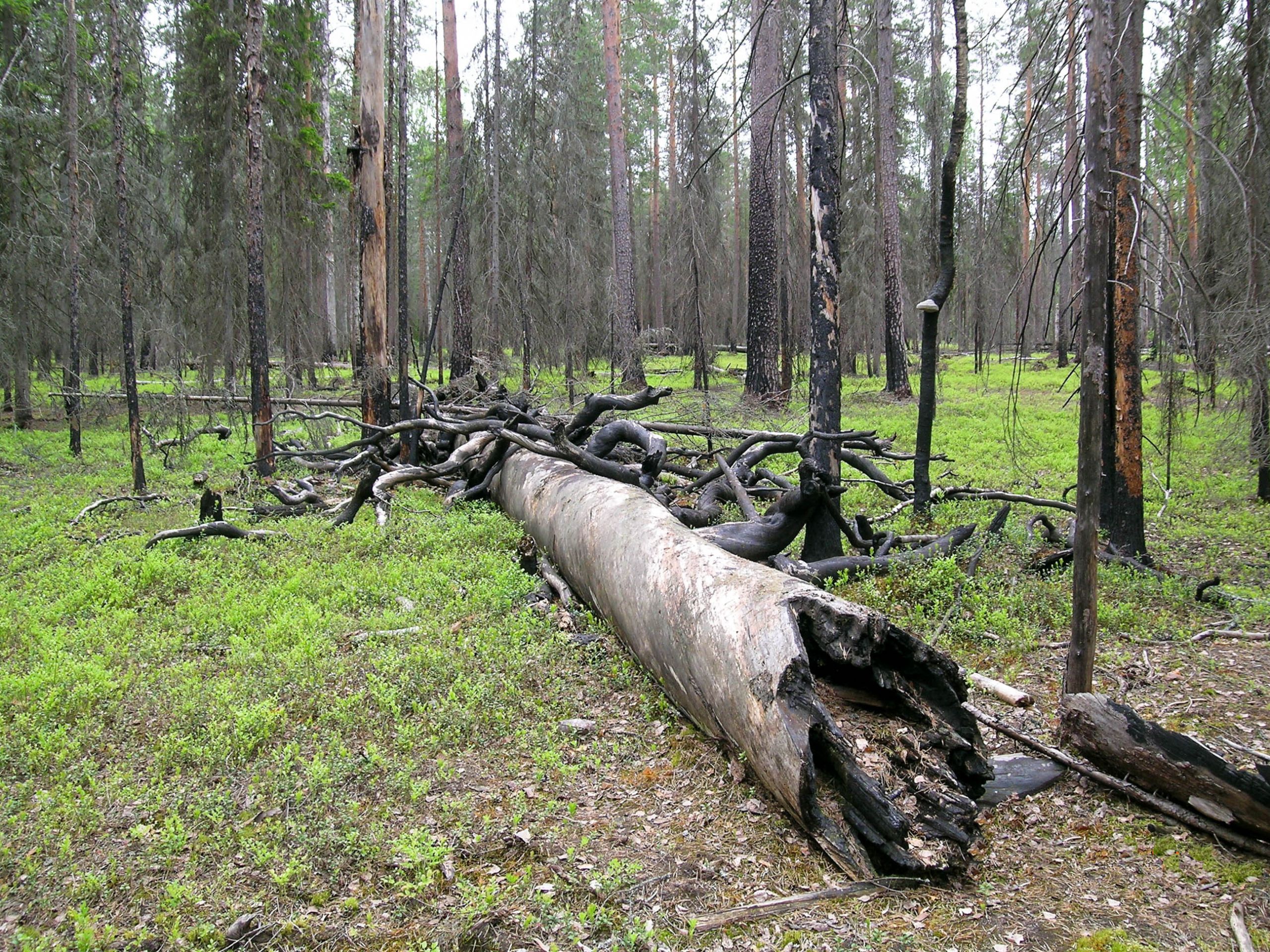 Tutkimus: Kuollut puu voi varastoida hiiltä jopa sadoiksi vuosiksi ...