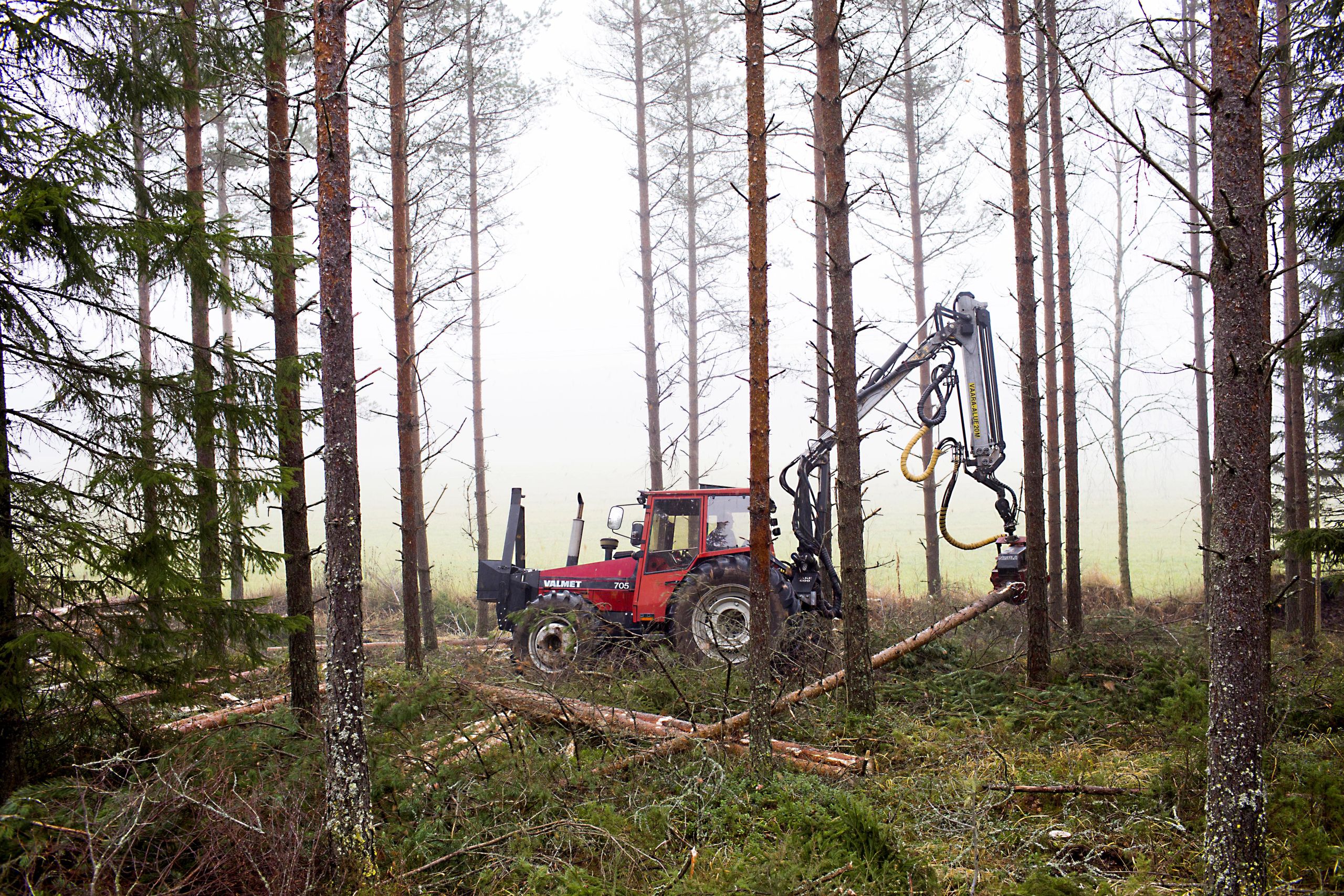 Hankintalisä noussut, mutta niin myös kulut - Metsälehti