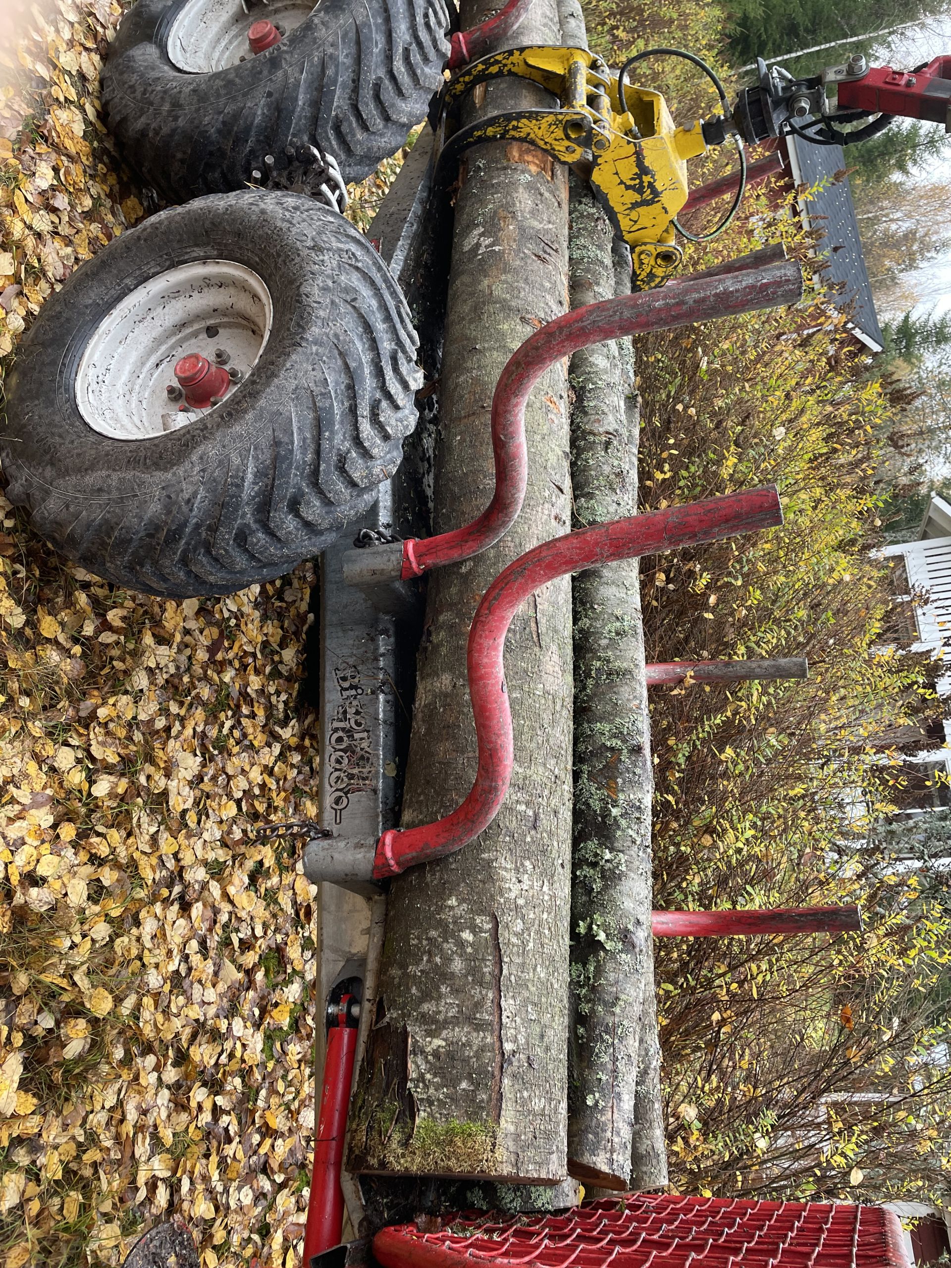 Liian iso pihlaja ongenvavaksi? - Metsälehti