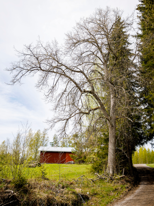 Lehtikuusta vai jotain muuta? - Metsälehti
