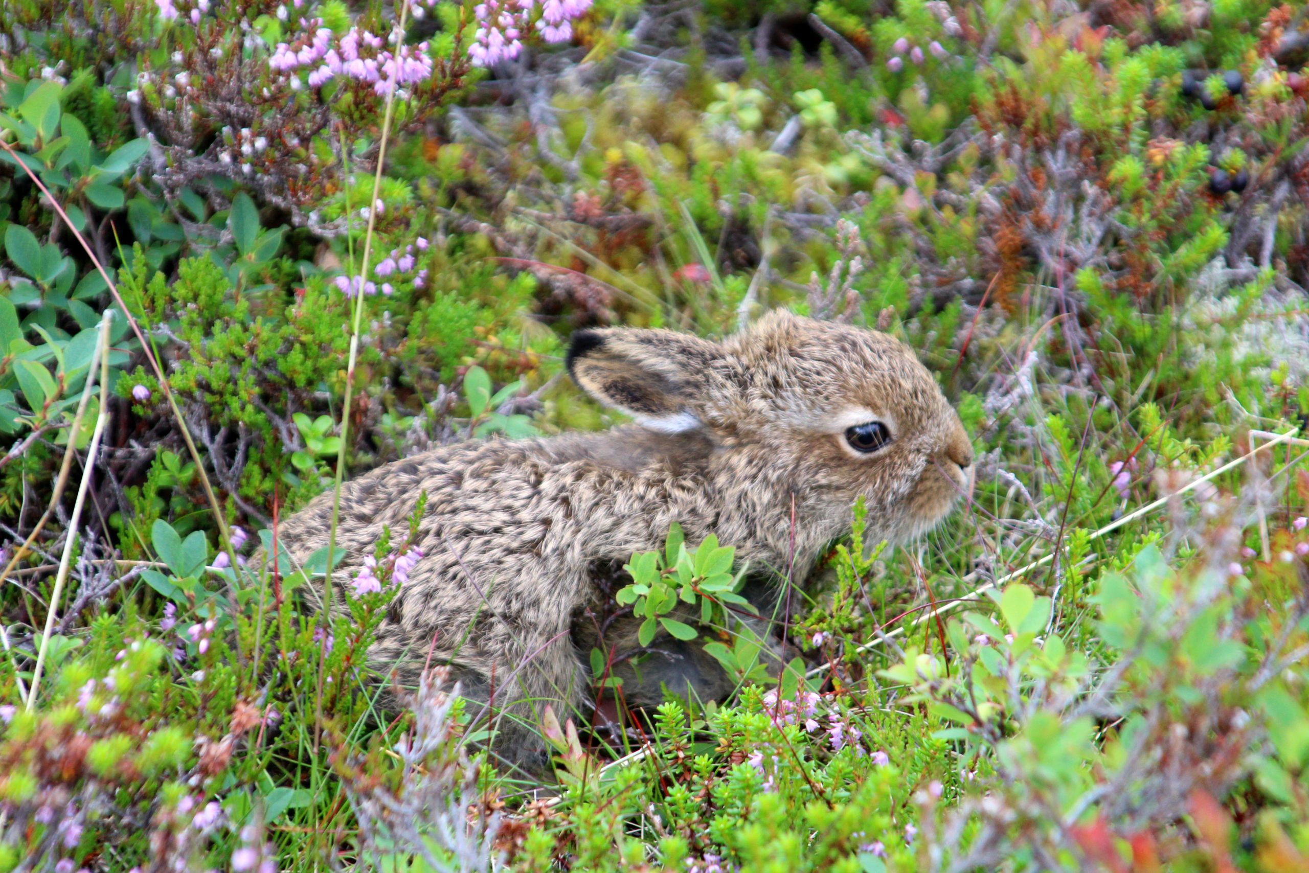 Pikku pupu - Metsälehti
