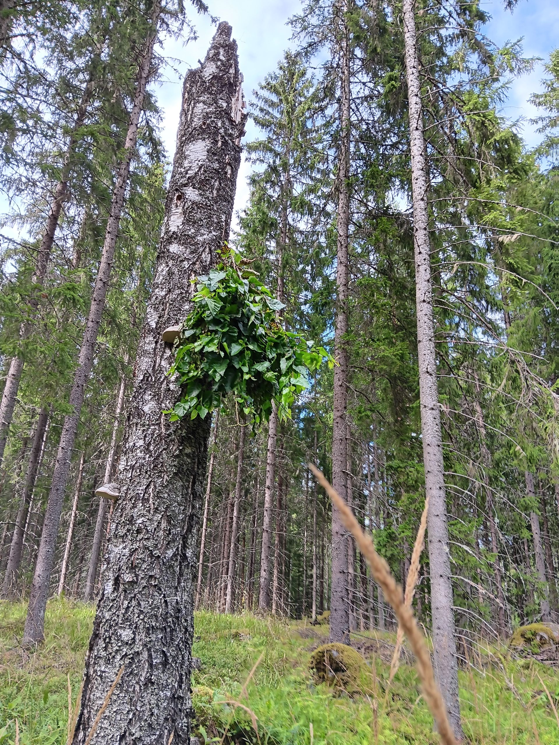 Vihta/vasta - Metsälehti