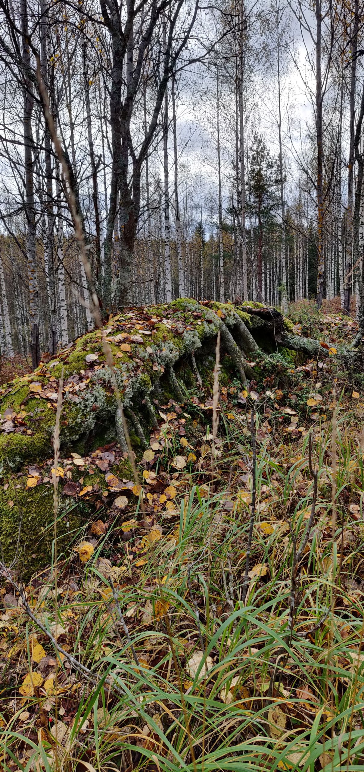 Tuhatjalkainen lepää kivellä - Metsälehti