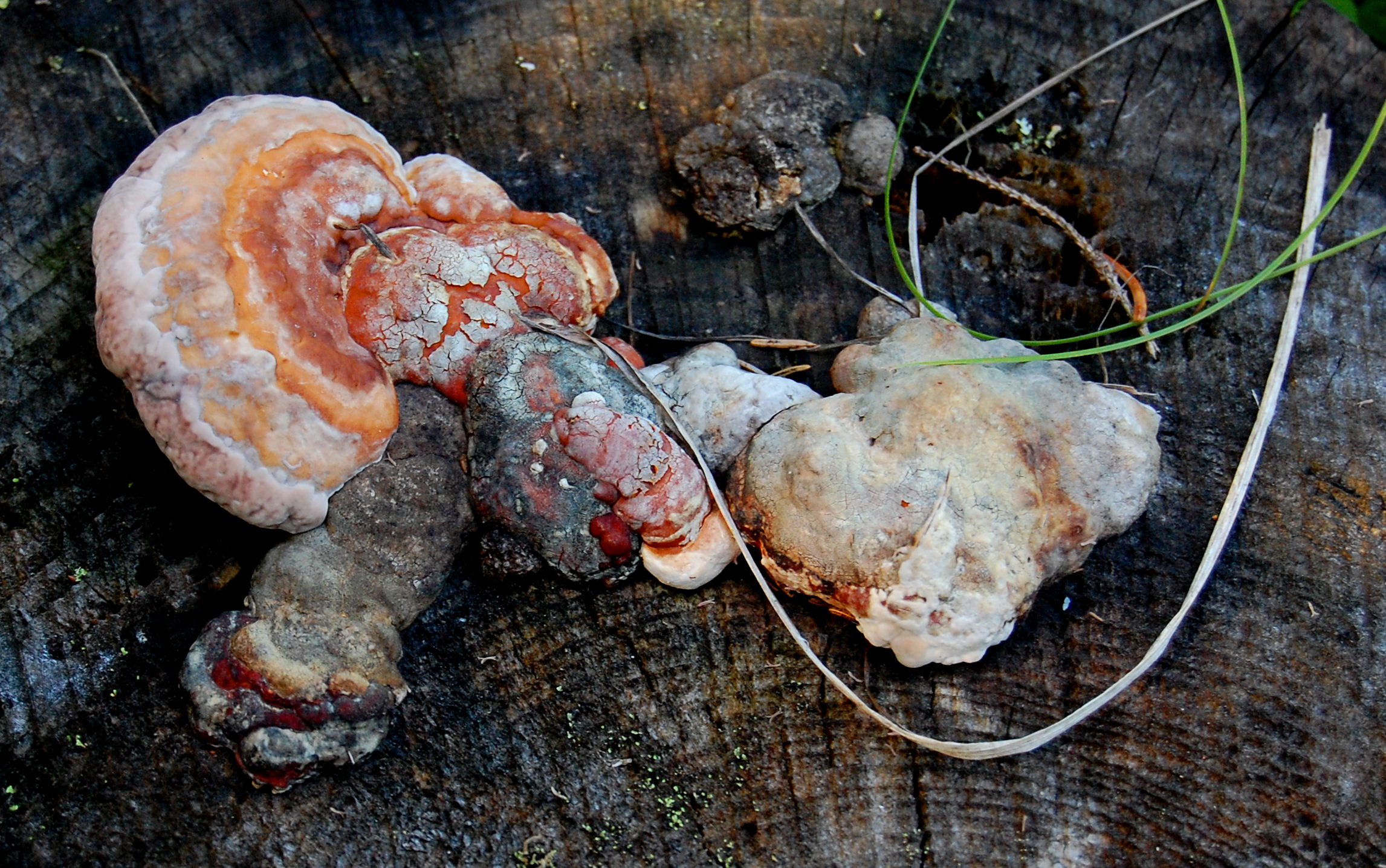 Kantokääpä - Metsälehti